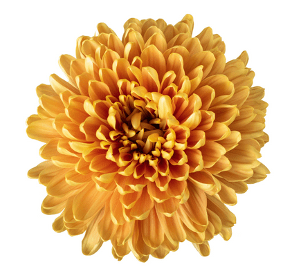 Orange Mums Wedding Cremon (Fresh Cut ) – Greenchoice Flowers