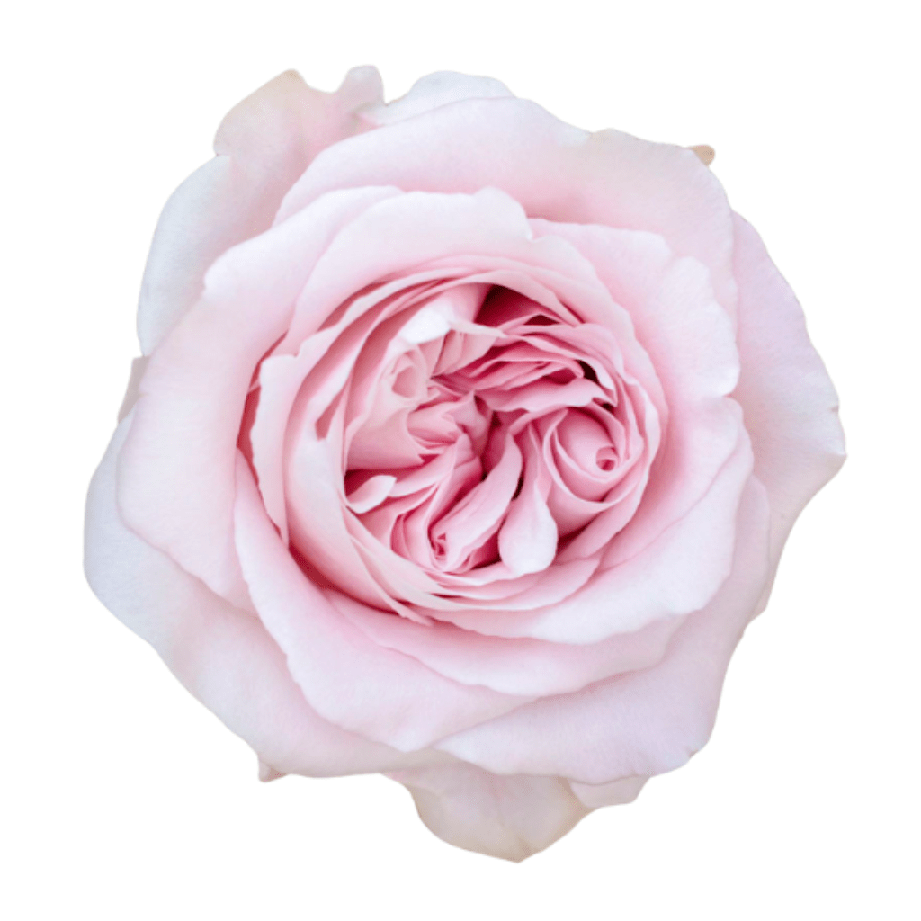 Light Pink Sweet 4 Love Rose Fresh Cut – Premium Farm Direct Roses ...