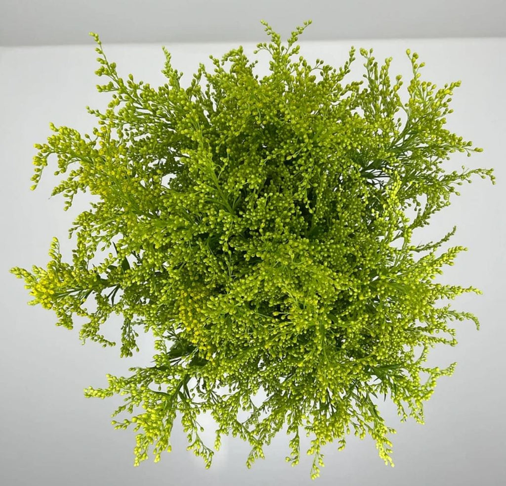 Sage Whosale Foliage Greenery (Fresh Cut) – Greenchoice Flowers