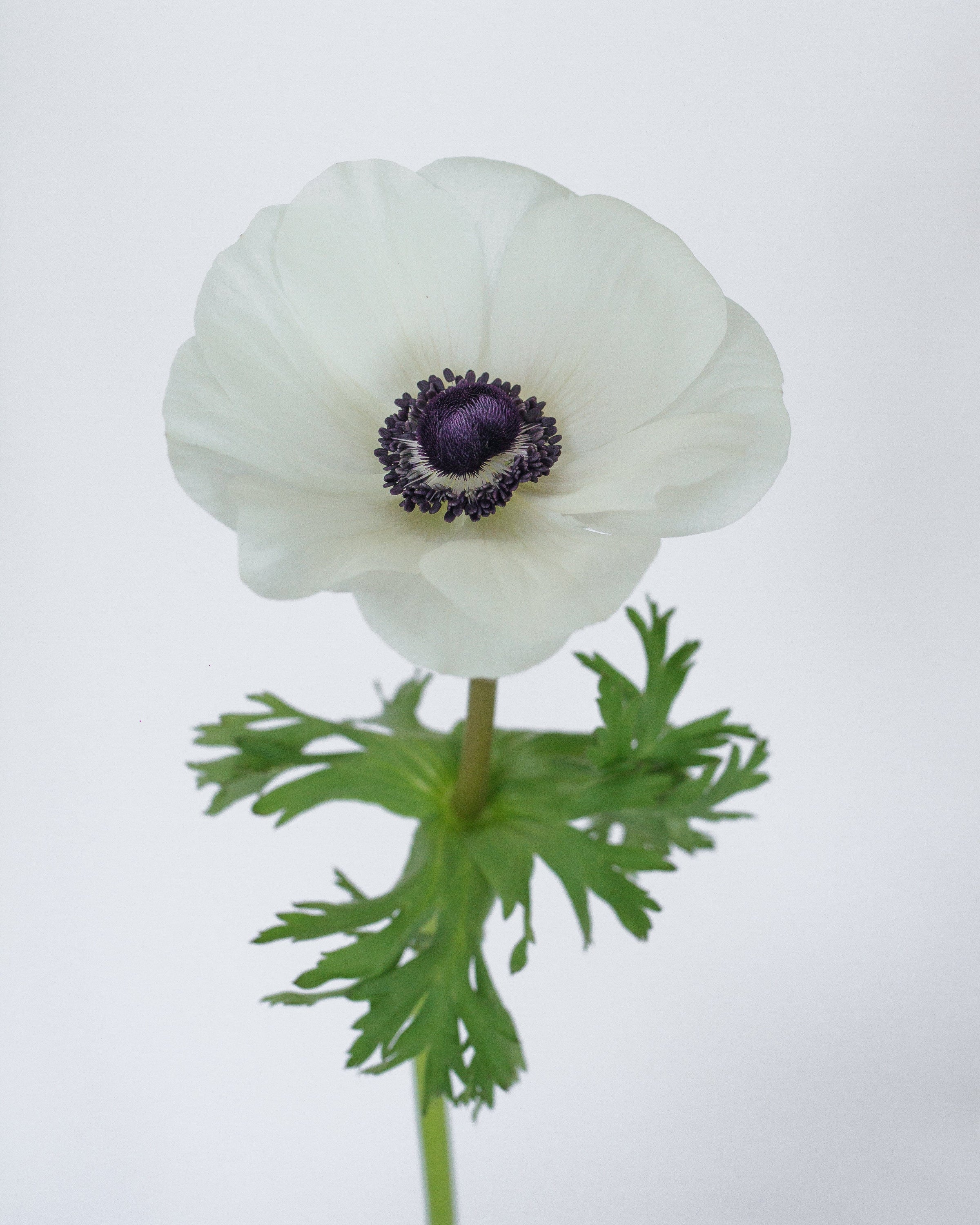 Light Pink Nena Rose Fresh Cut – Premium Farm Direct Roses ...