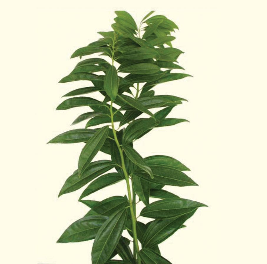 Cocculus Leaf Foliage Greenery (Fresh Cut) – Greenchoice Flowers