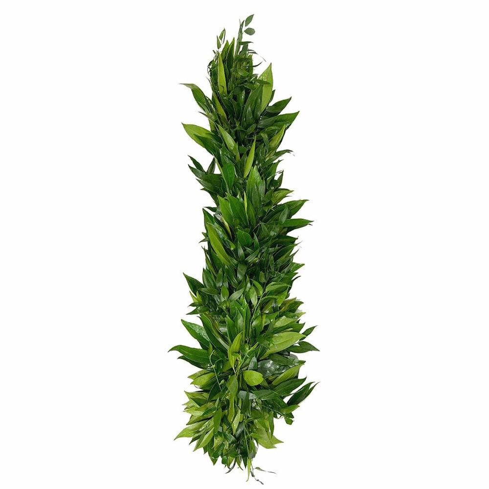 Cocculus Italian Ruscus Garland (Fresh Cut) – Greenchoice Flowers