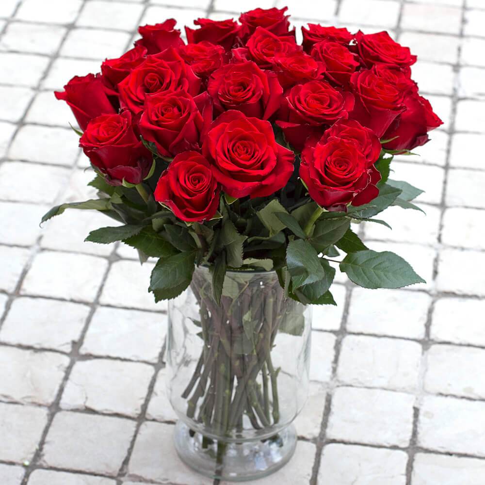 Explorer Red Rose Fresh Cut – Premium Farm Direct Roses – Greenchoice ...
