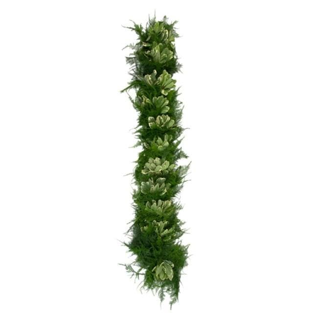 Plumosa Variegated Pitt Garland (Fresh Cut) – Greenchoice Flowers