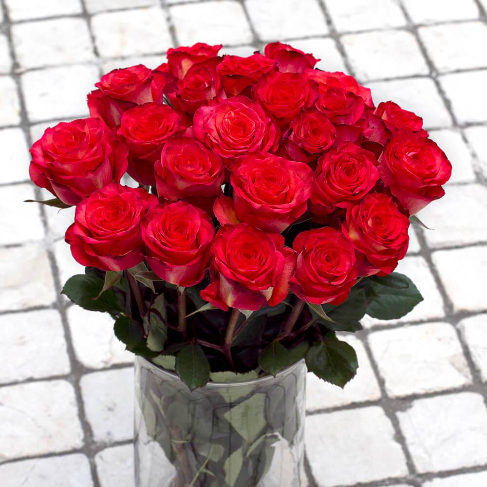 High & Magic Rose Fresh Cut – Premium Farm Direct Roses – Greenchoice ...