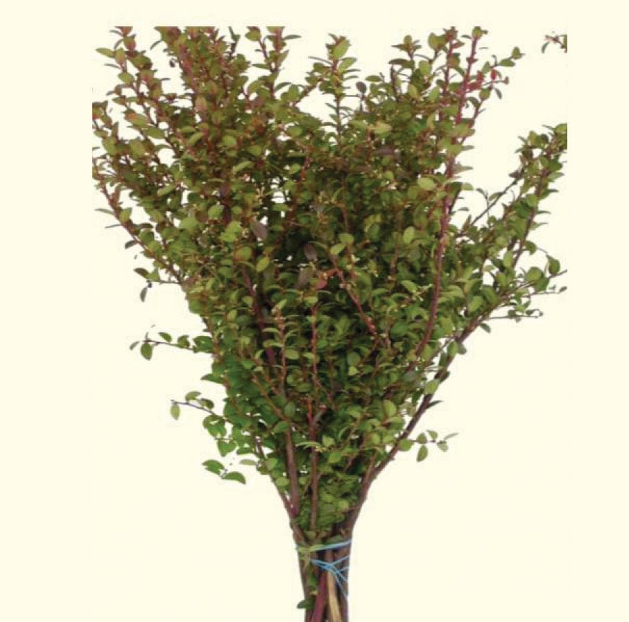 Huck Red – Greenchoice Flowers