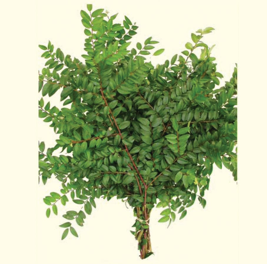 Huck Green Greenery Foliage (Fresh Cut) – Greenchoice Flowers