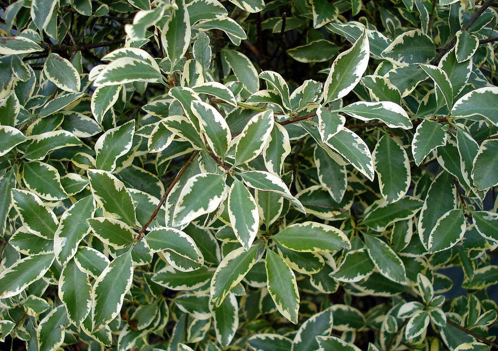 Italian Mini Variegated Pitt – Greenchoice Flowers