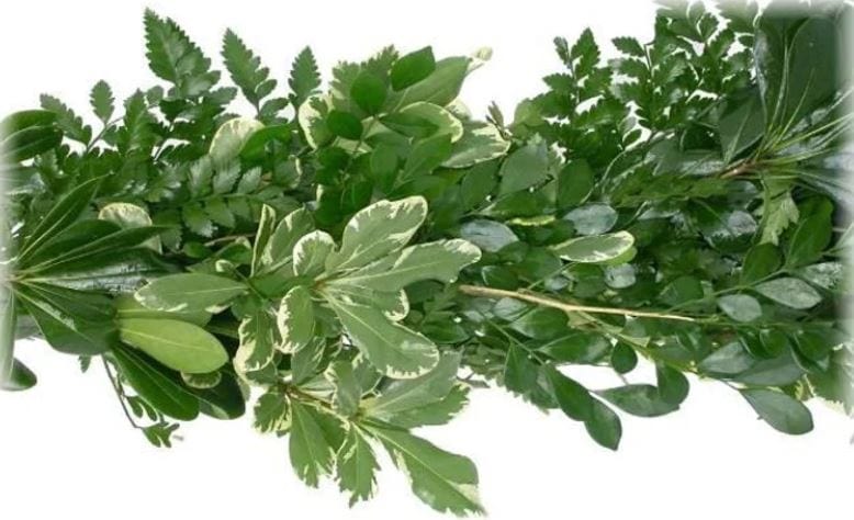 Leather Leaf - Variegated Pitt - Green Pitt Garland (Fresh Cut ...