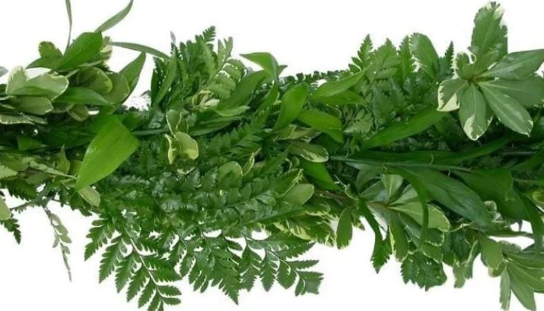 Leather Leaf - Variegated Pitt - Israeli Ruscus Garland (Fresh Cut ...