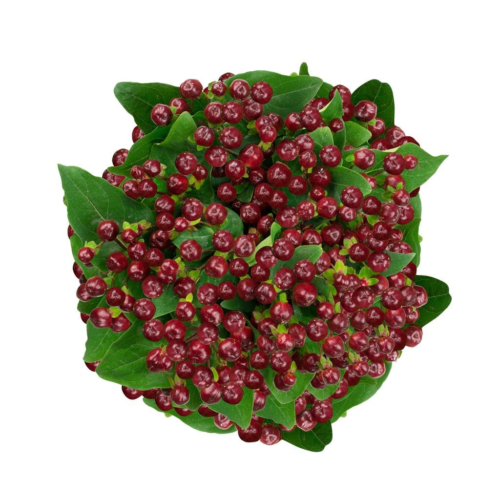 Magical Summercherry Hypericum – Greenchoice Flowers