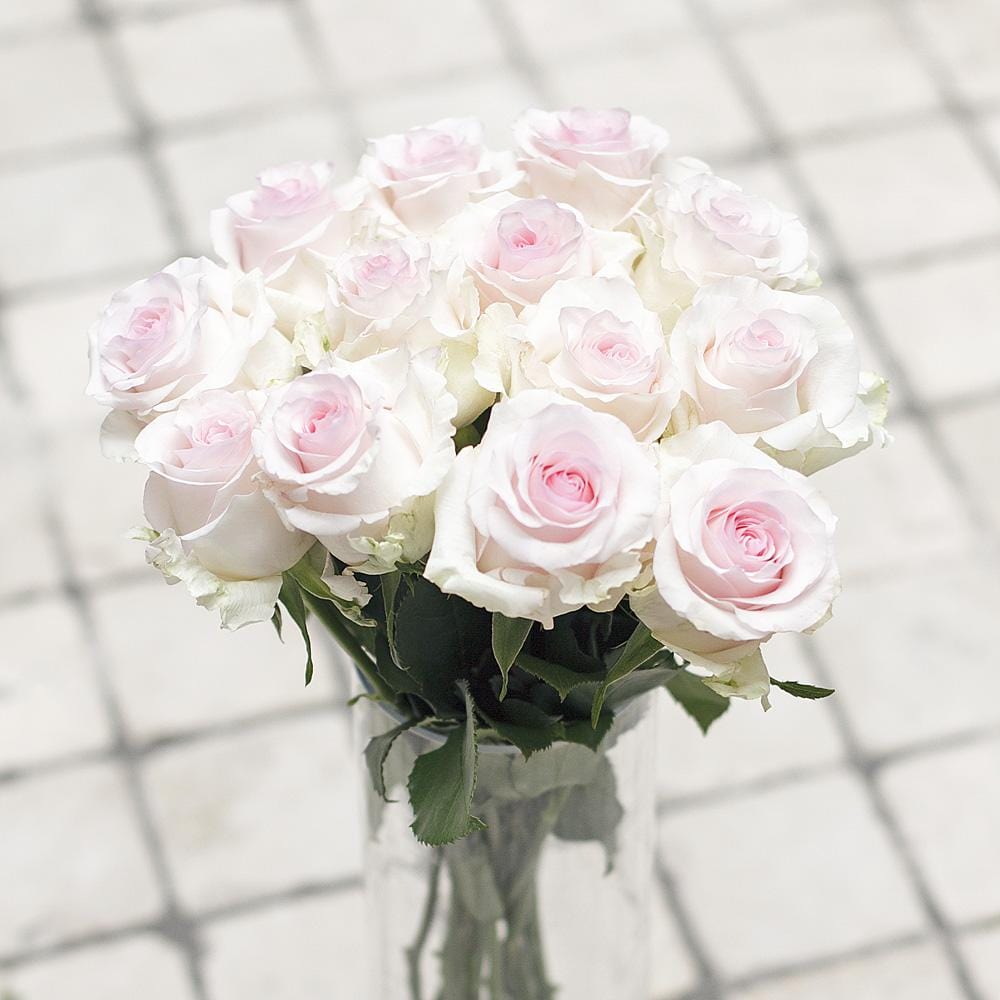 Light Pink Nena Rose Fresh Cut – Premium Farm Direct Roses ...