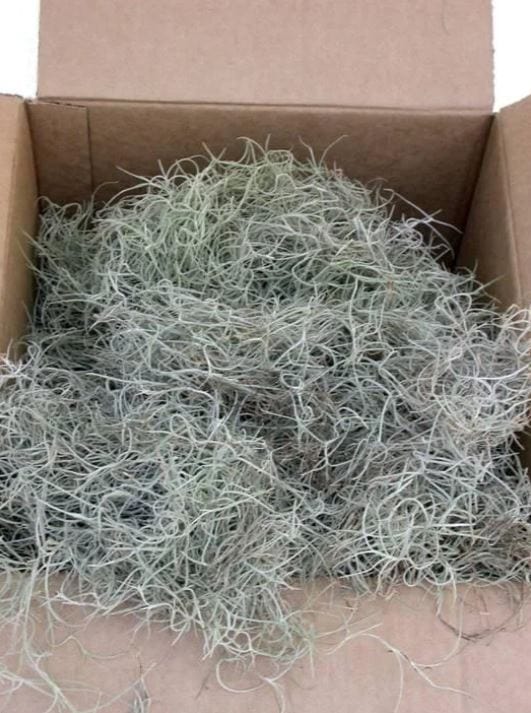 Spanish Natural Moss Box (Fresh Cut) – Greenchoice Flowers