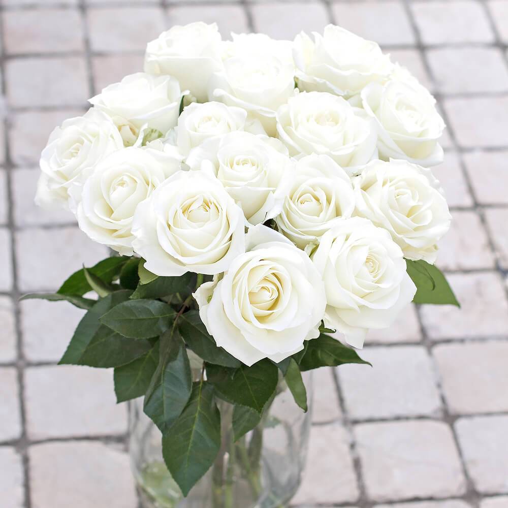 White Tibet Wedding Rose Fresh Cut – Premium Ecuadorian Farm Direct Ro ...