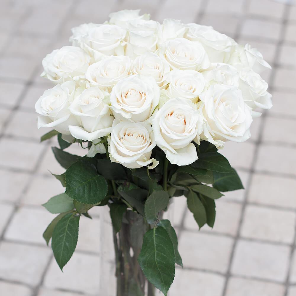 White Vendela Rose Fresh Cut – Premium Farm Direct Roses – Greenchoice ...