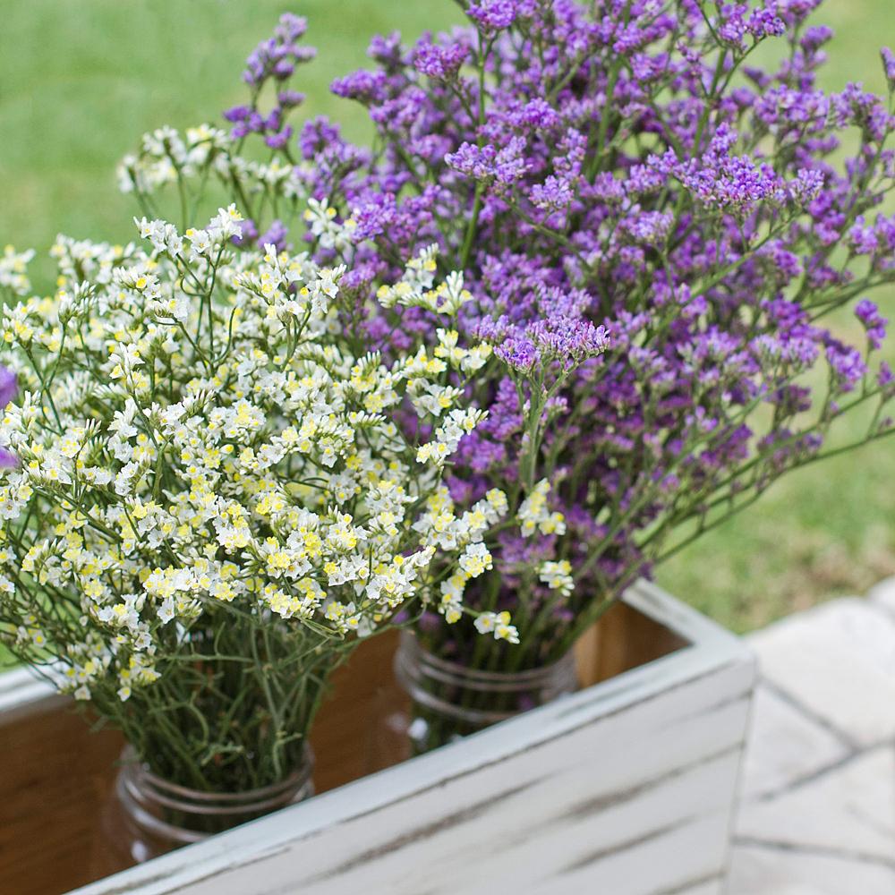 Assorted Limonium – Greenchoice Flowers