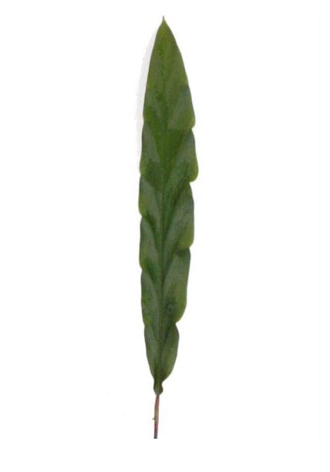 Calathea Louie Leaf Tropical Foliage Greenery (Fresh Cut) – Greenchoice ...