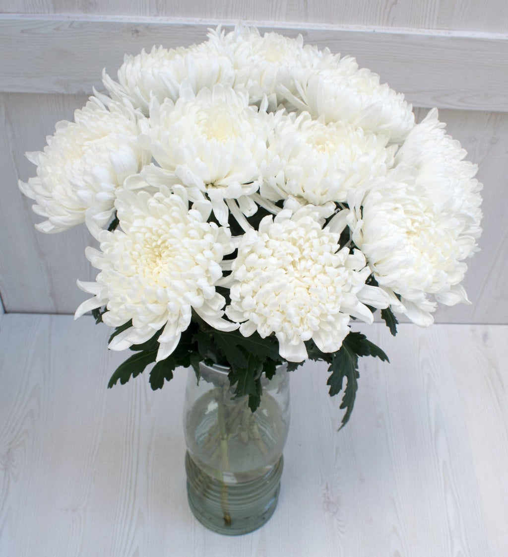 White Mums Wedding Cremon (Fresh Cut ) – Greenchoice Flowers