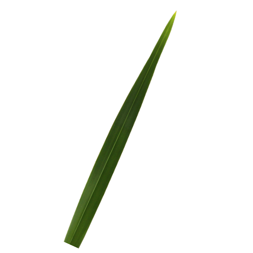 Green Flax Foliage Filler Greenery (Fresh Cut) – Greenchoice Flowers
