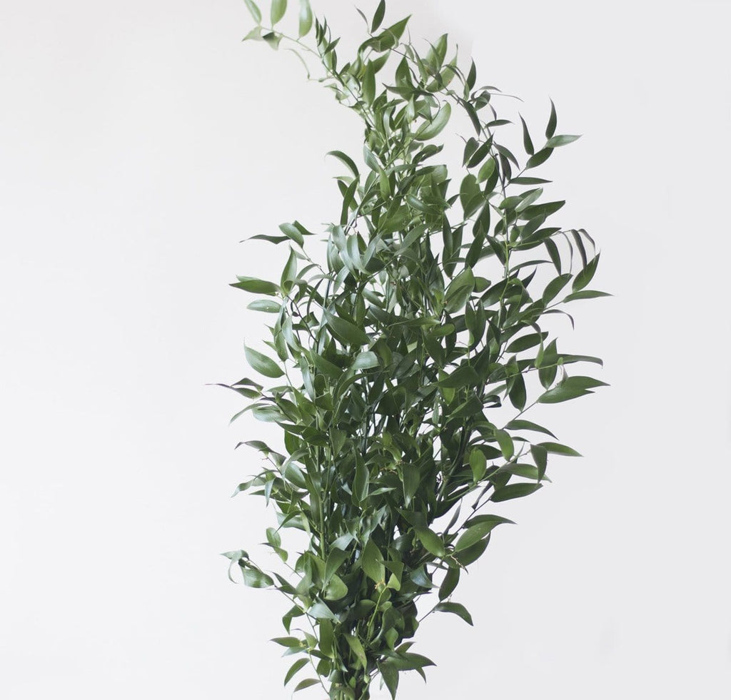 Italian Ruscus Greenery Foliage (Fresh Cut) – Greenchoice Flowers