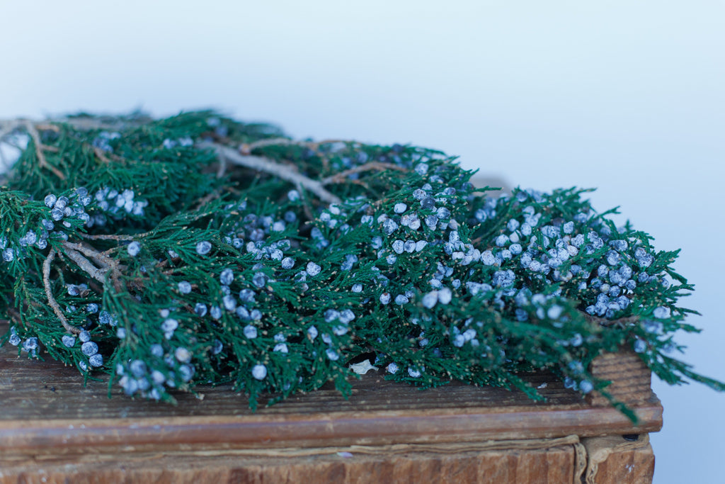 Juniper Red Preserved Oregon Dried Filler – Greenchoice Flowers