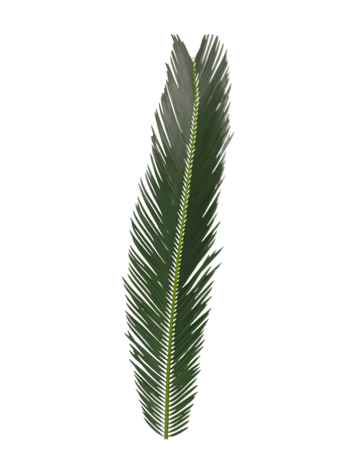 Sago Palm Tropical – Greenchoice Flowers