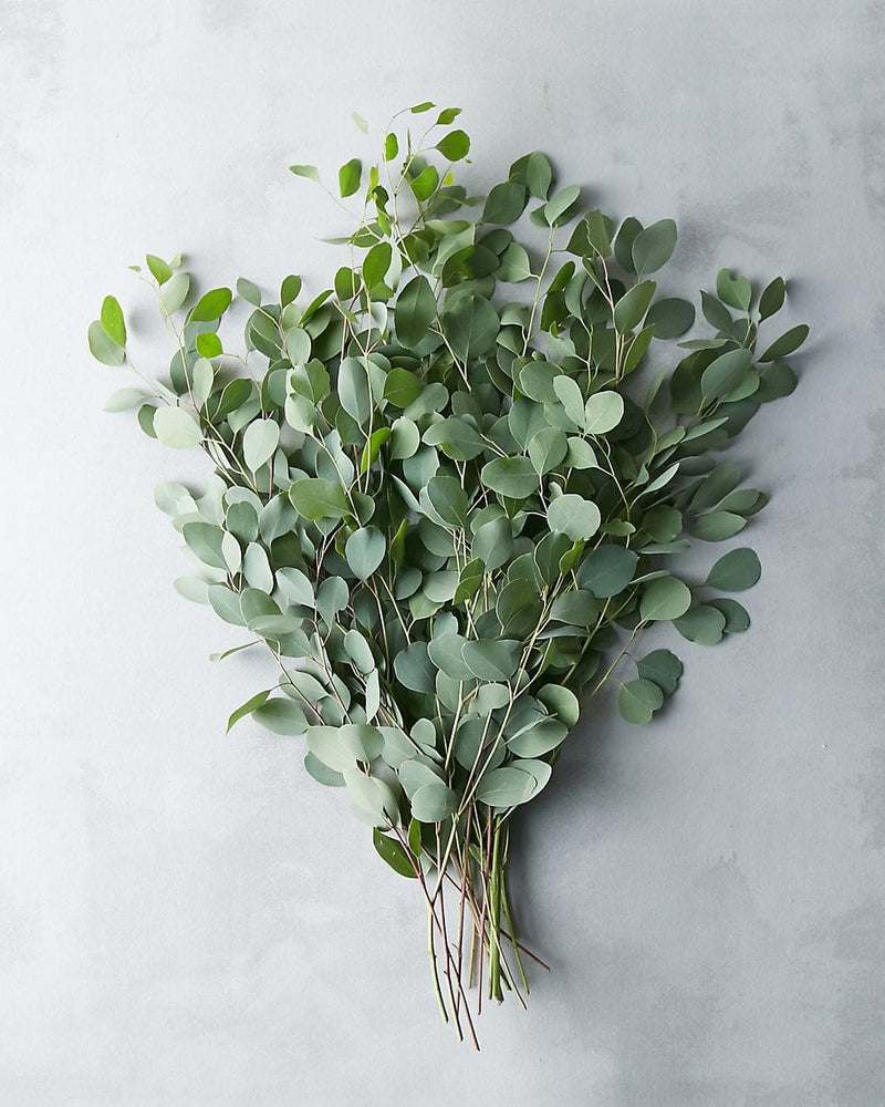Israeli Ruscus Greenery Foliage (Fresh Cut) – Greenchoice Flowers