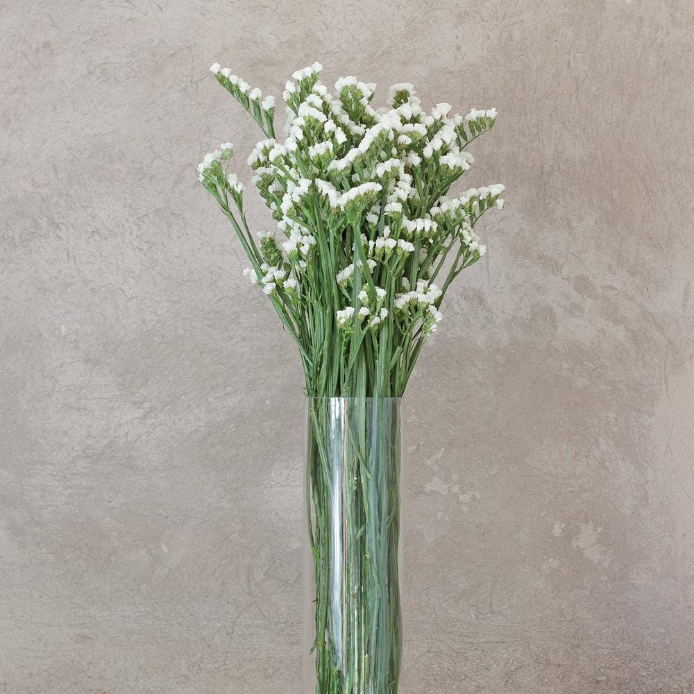 White Statice – Greenchoice Flowers
